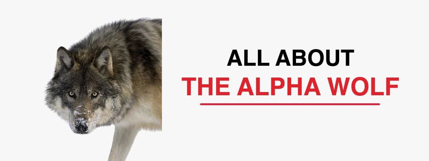 What Does Alpha Mean in A Wolf Pack? | Wolf-Horde