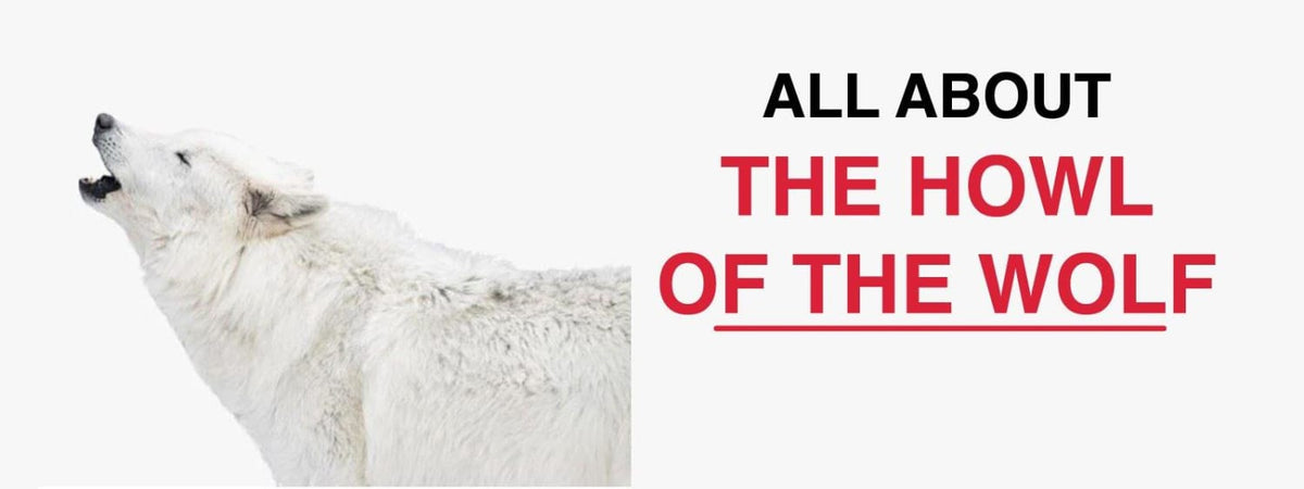 Why Do Wolves Howl? | Wolf-Horde